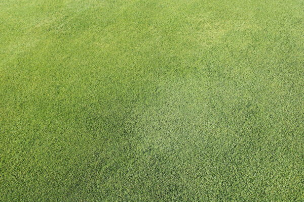 The basic facts of seashore paspalum